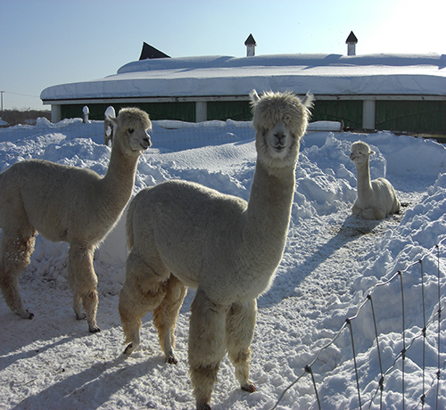 Ecorin Village (Animal Farm Midori no Makiba) | ENIWA EYE