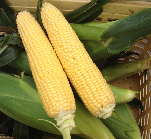 Yoshida Farm | ENIWA EYE