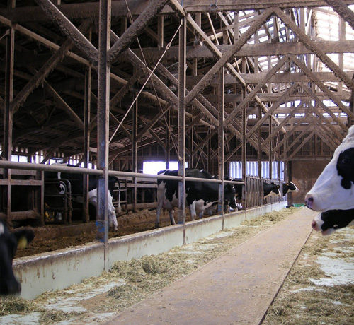 Murakami Farm (Experience Making Ice Cream) | ENIWA EYE